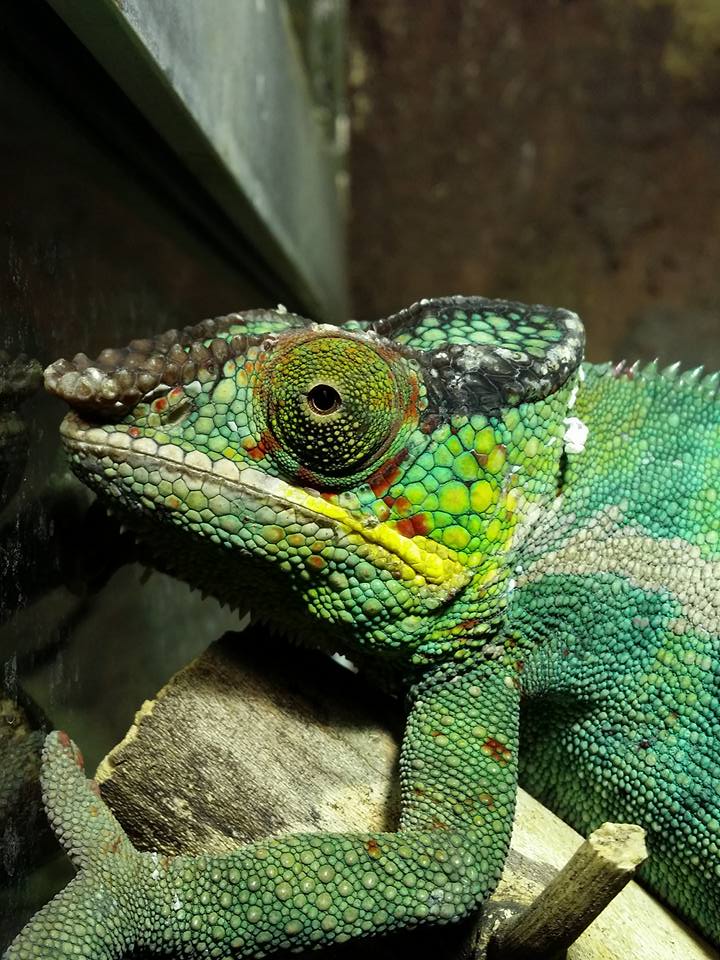 Imonggo POS Official Site - Free Online Web-based Point of Sale System